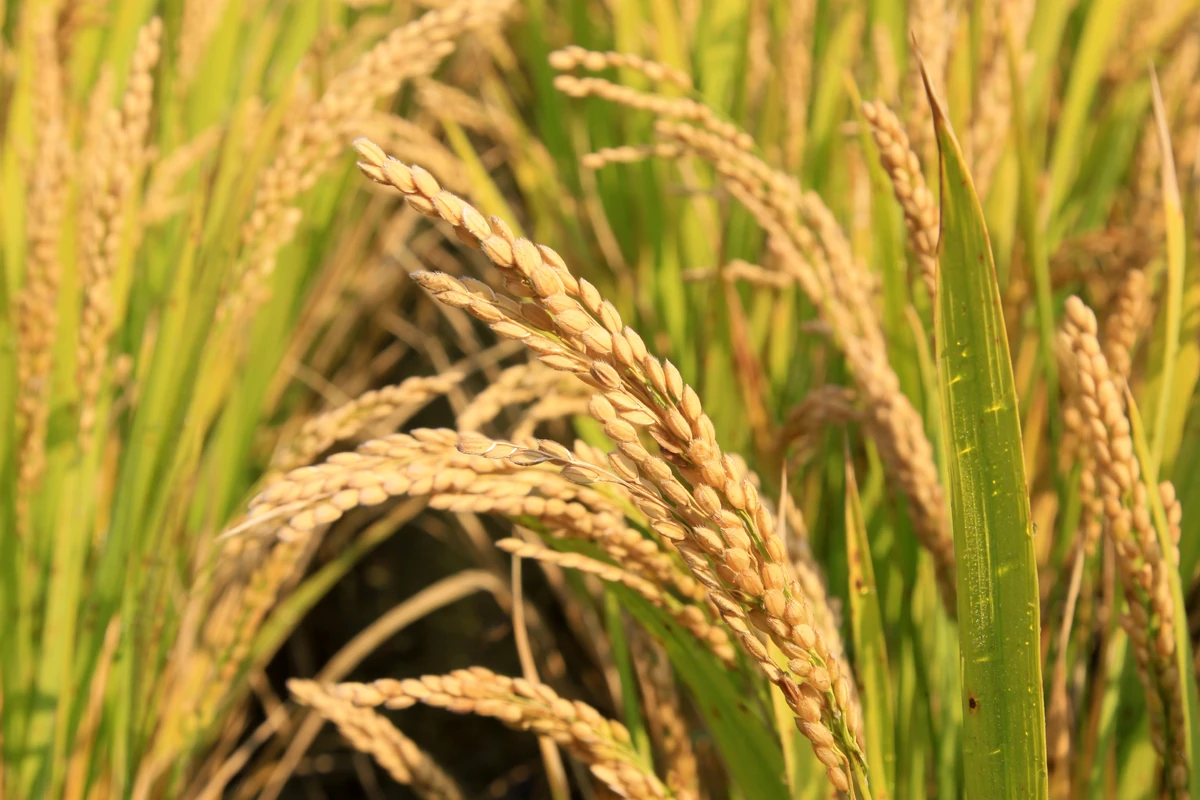 Wild Rice Lodge | North of Normal (Shadowrun: Fargo) Wiki | Fandom