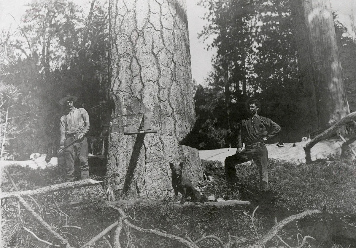 Lumberjacks | North American Indians Wiki | Fandom