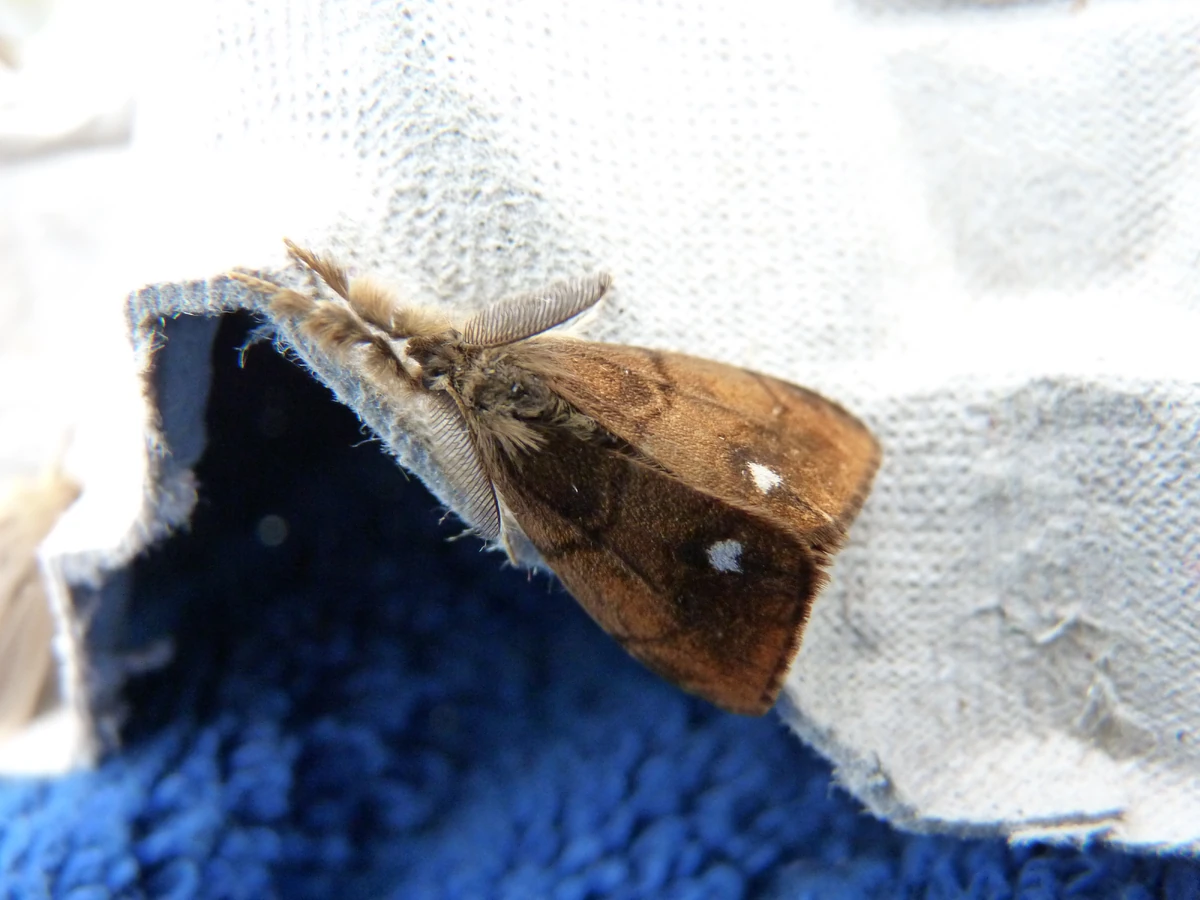 Rusty Tussock | North American Wildlife Wiki | Fandom