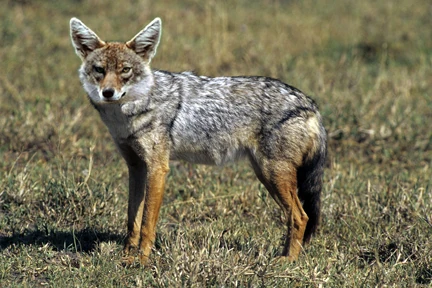 Canis | North American Wildlife Wiki | Fandom