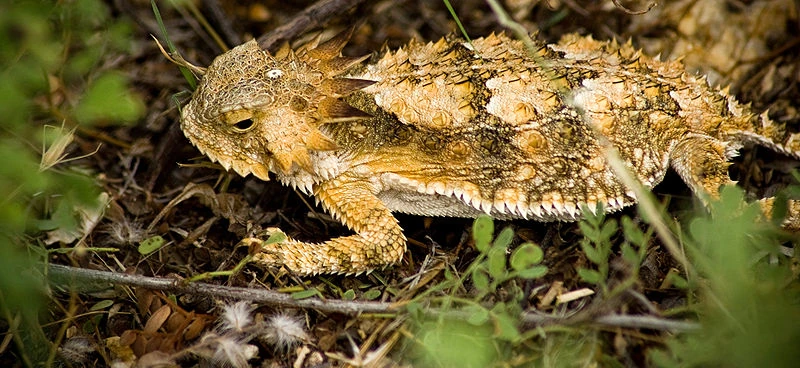 Regal Horned Lizard | North American Wildlife Wiki | Fandom