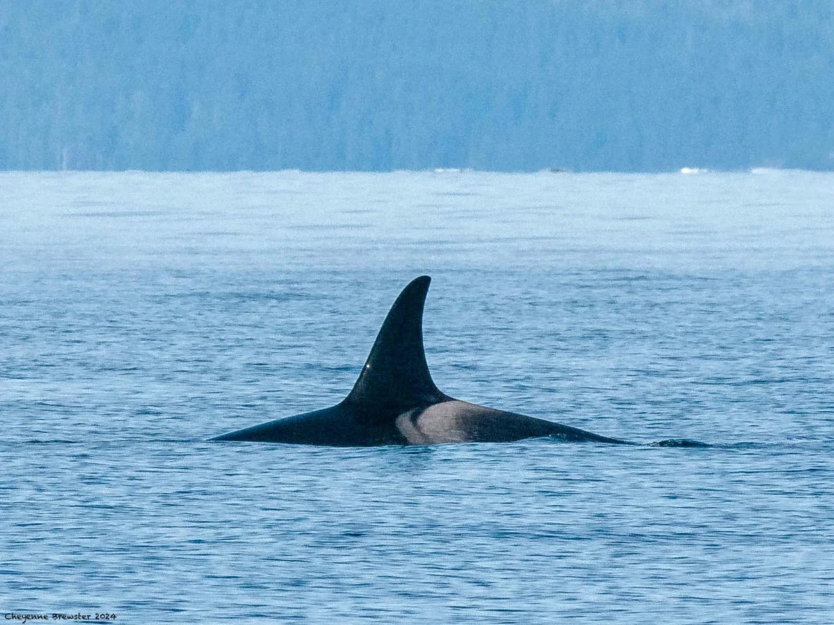 A42 Sonora | Northern Resident Killer Whales Wiki | Fandom
