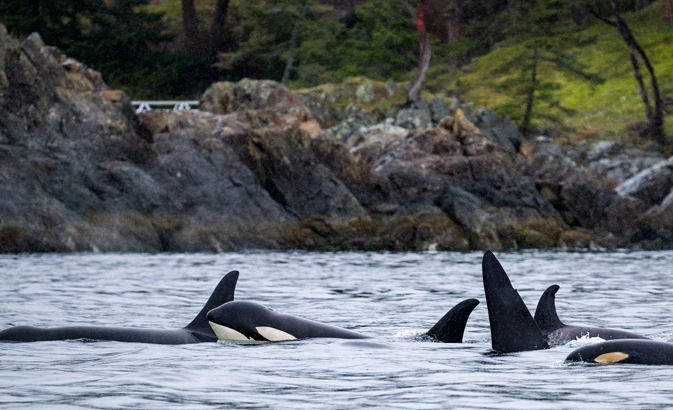 Category:Northern Resident Killer Whales Wiki | Northern Resident ...