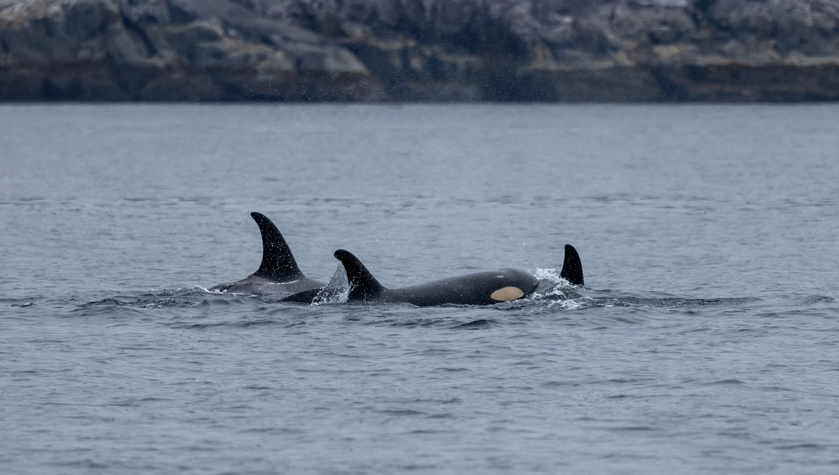 A126 Ne'nakw | Northern Resident Killer Whales Wiki | Fandom