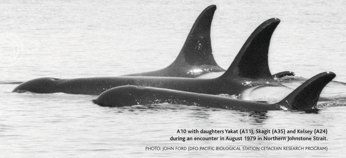 A10 | Northern Resident Killer Whales Wiki | Fandom