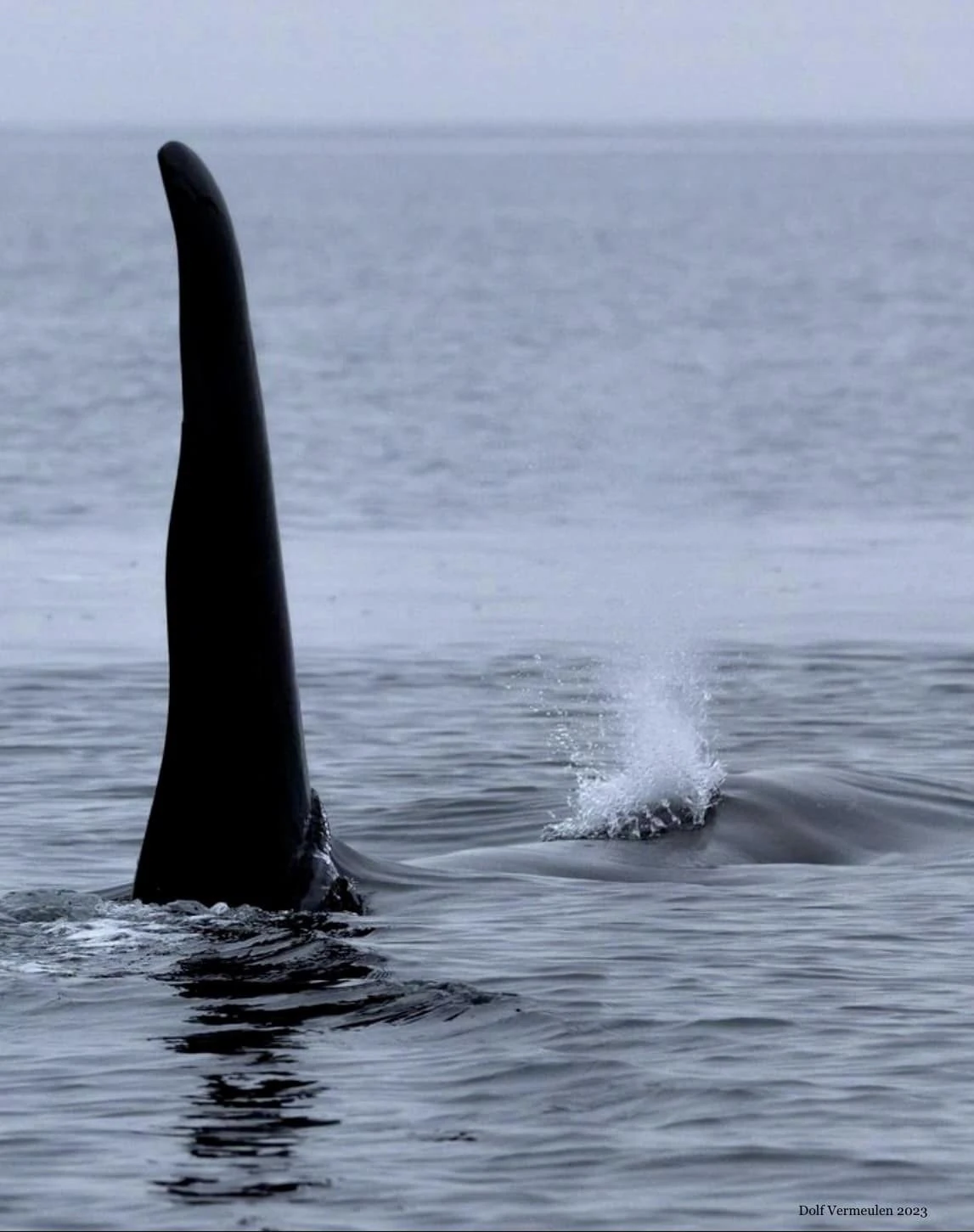 A66 Surf | Northern Resident Killer Whales Wiki | Fandom