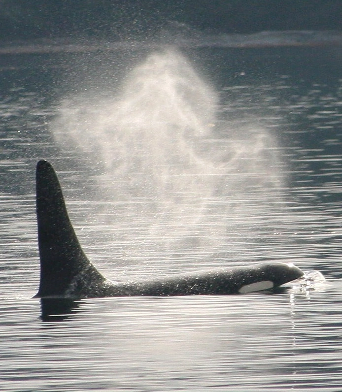 A32 Cracroft | Northern Resident Killer Whales Wiki | Fandom