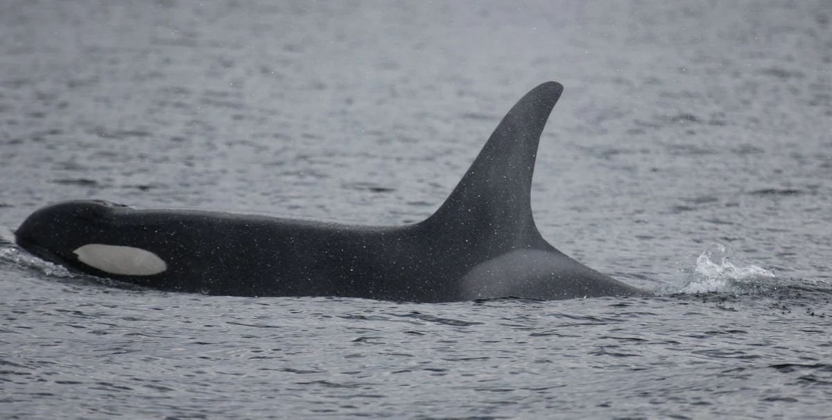 Category:A12 matriline | Northern Resident Killer Whales Wiki | Fandom