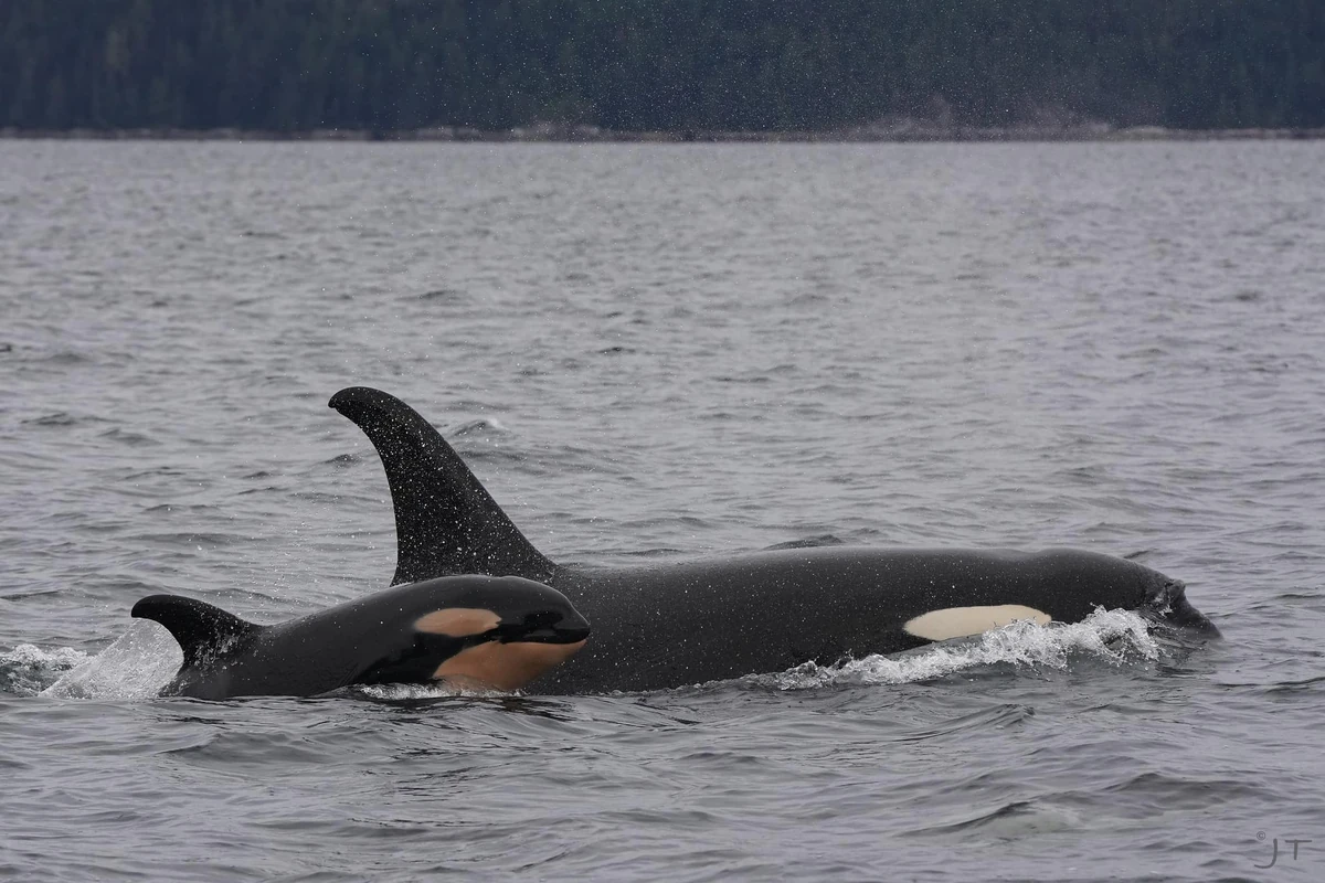 A135 | Northern Resident Killer Whales Wiki | Fandom
