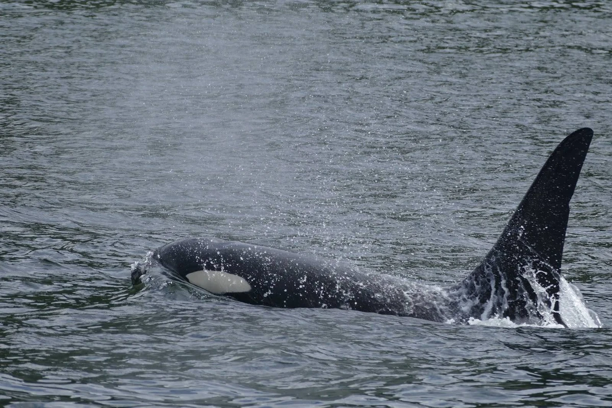 A71 Magin | Northern Resident Killer Whales Wiki | Fandom