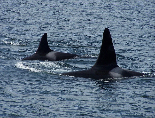 Category:W3 matriline | Northern Resident Killer Whales Wiki | Fandom