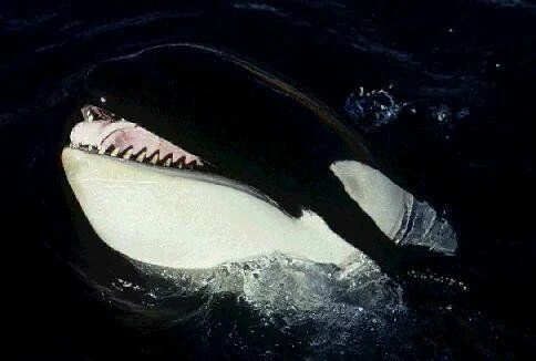 Orky | Northern Resident Killer Whales Wiki | Fandom