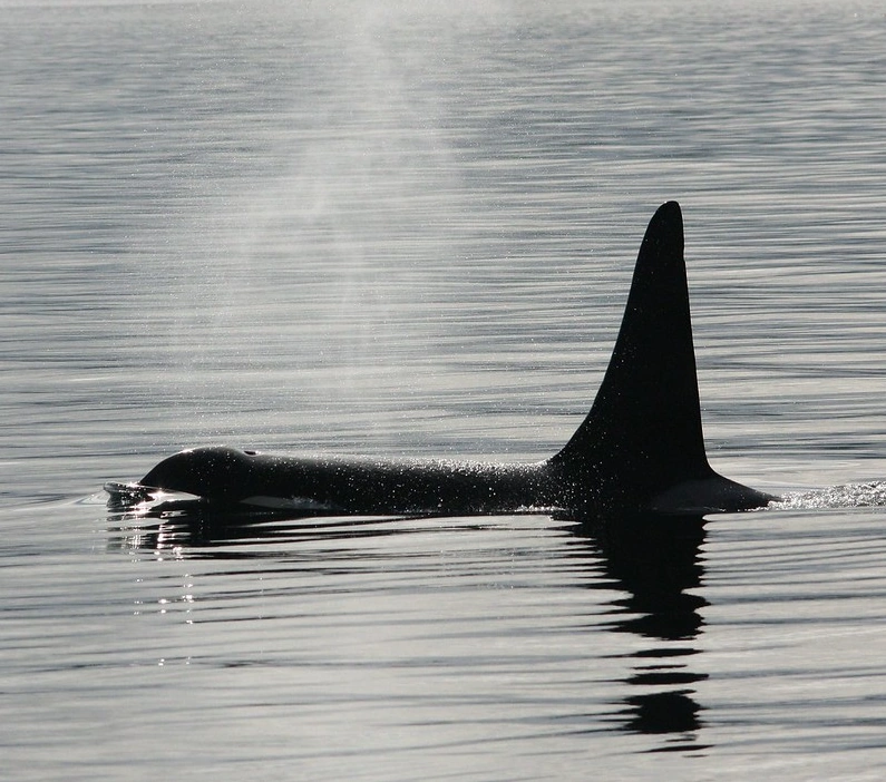 Category:A1 Pod | Northern Resident Killer Whales Wiki | Fandom