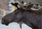 Moose | Northern Exposure Wiki | Fandom
