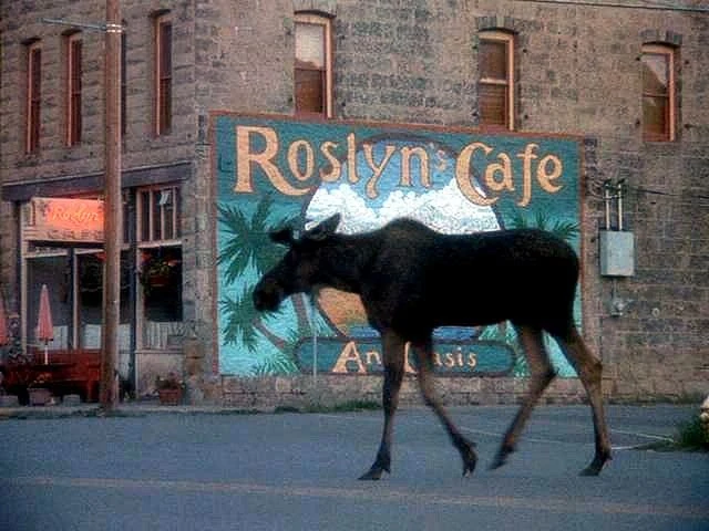 Moose | Northern Exposure Wiki | Fandom