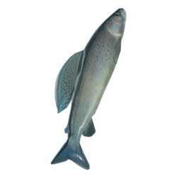 Grayling | NorthernLights Wiki | Fandom