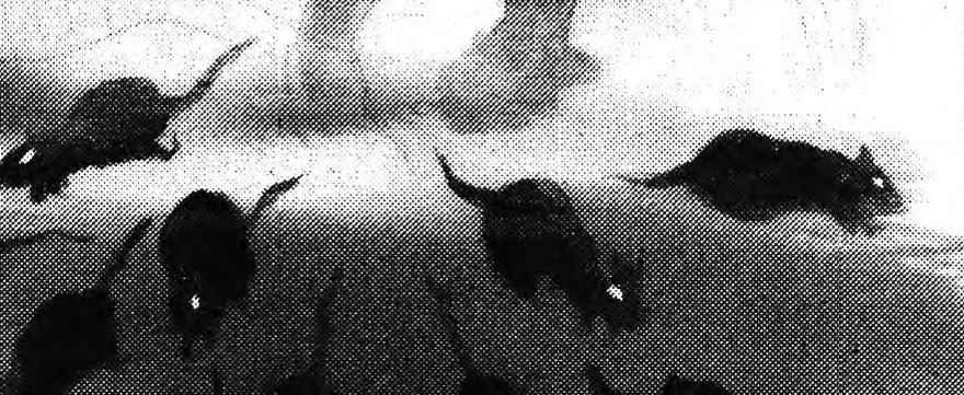 Rats | Nosferatu Wiki | Fandom