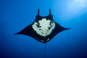 Mantas | Wiki Nova | Fandom