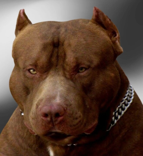 Buffter Rebellion | Novaya Brazilia DST (Group) Wiki | Fandom