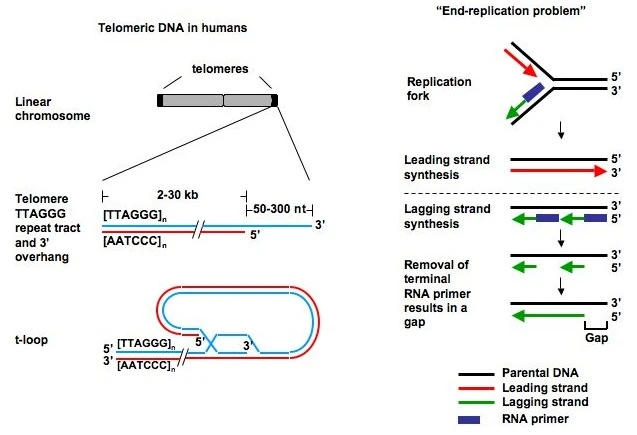 Telomeri | Nove Biologije | Fandom