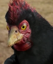 Alex the Alexornis | Novelas | Fandom