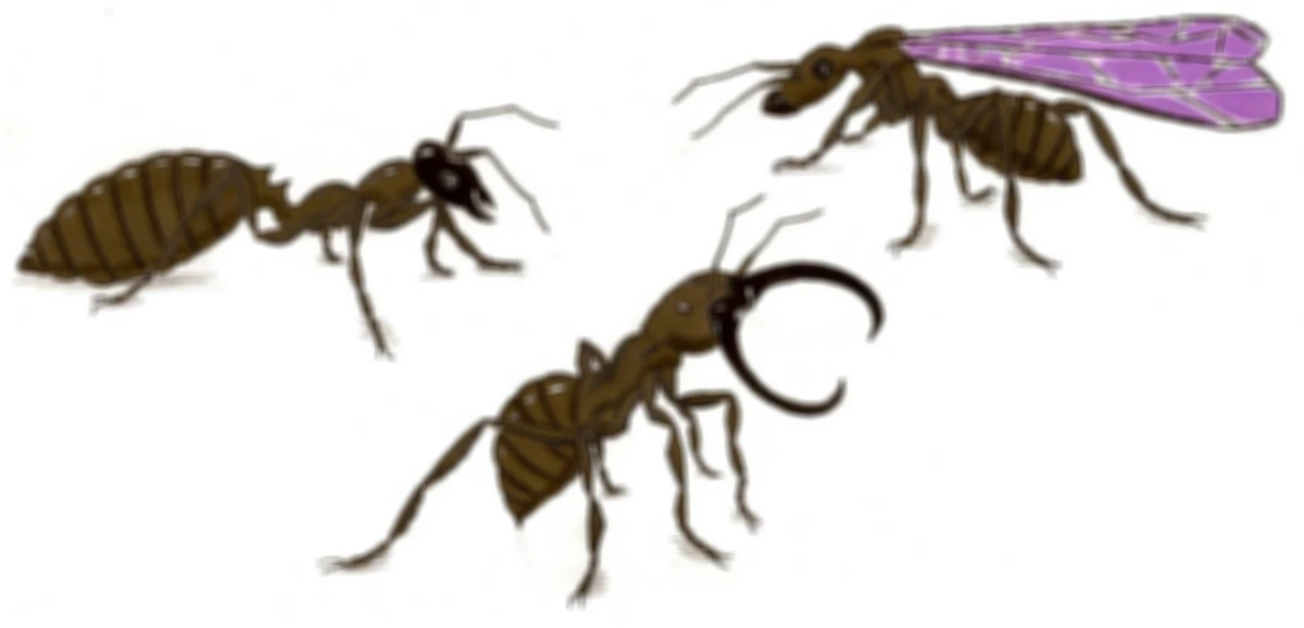 Cleaner ant (SciiFii) | Novum Terram Wiki | Fandom