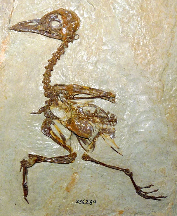 Prehistoric Bird Fossils
