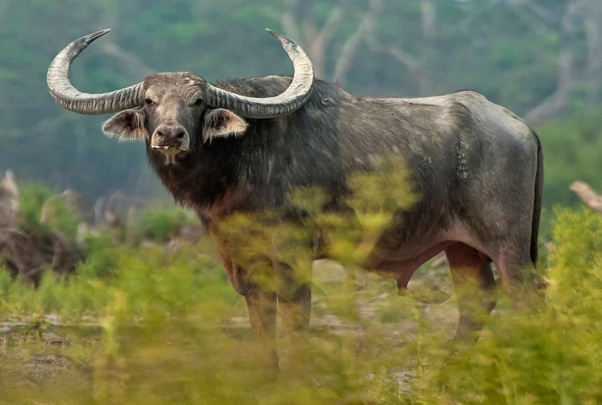 Caribbean water buffalo (SciiFii) | Novum Terram Wiki | Fandom