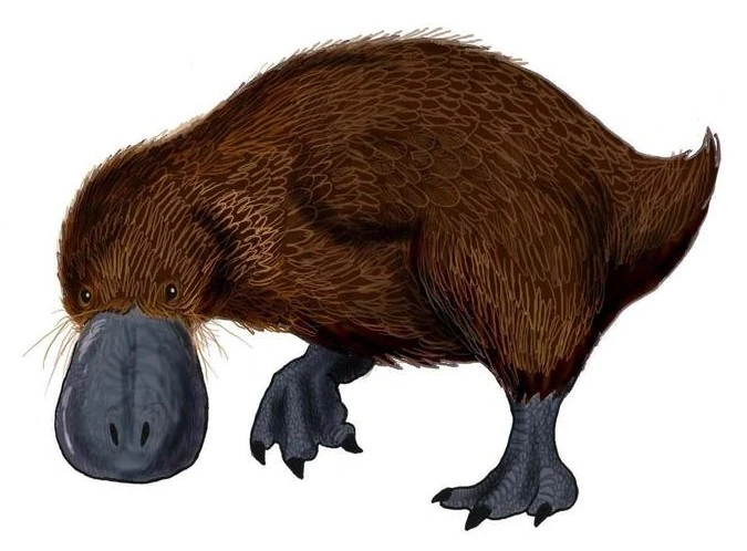 Kauaʻi mole duck (SciiFii) | Novum Terram Wiki | Fandom