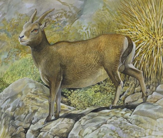 Balearic Islands cave goat (SciiFii) | Novum Terram Wiki | Fandom