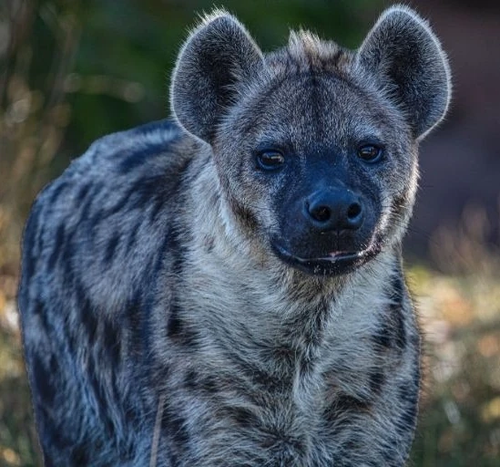 Blue hyena (SciiFii) | Novum Terram Wiki | Fandom