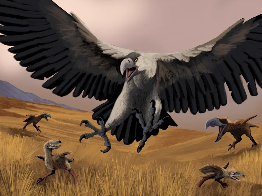 Mordar | Novum Terram Wiki | Fandom