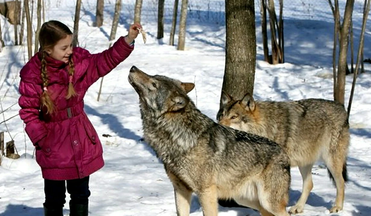 Domesticated Wolf Breeds