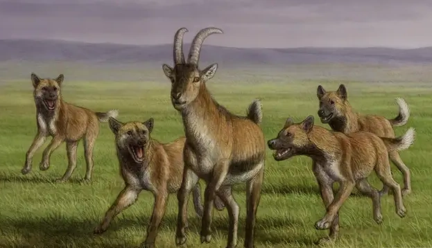 Xenocyon lycaonoides (SciiFii) | Novum Terram Wiki | Fandom