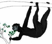 Hawaiian Flightless Bats | Novum Terram Wiki | Fandom