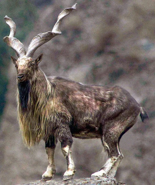 Suleiman Markhor