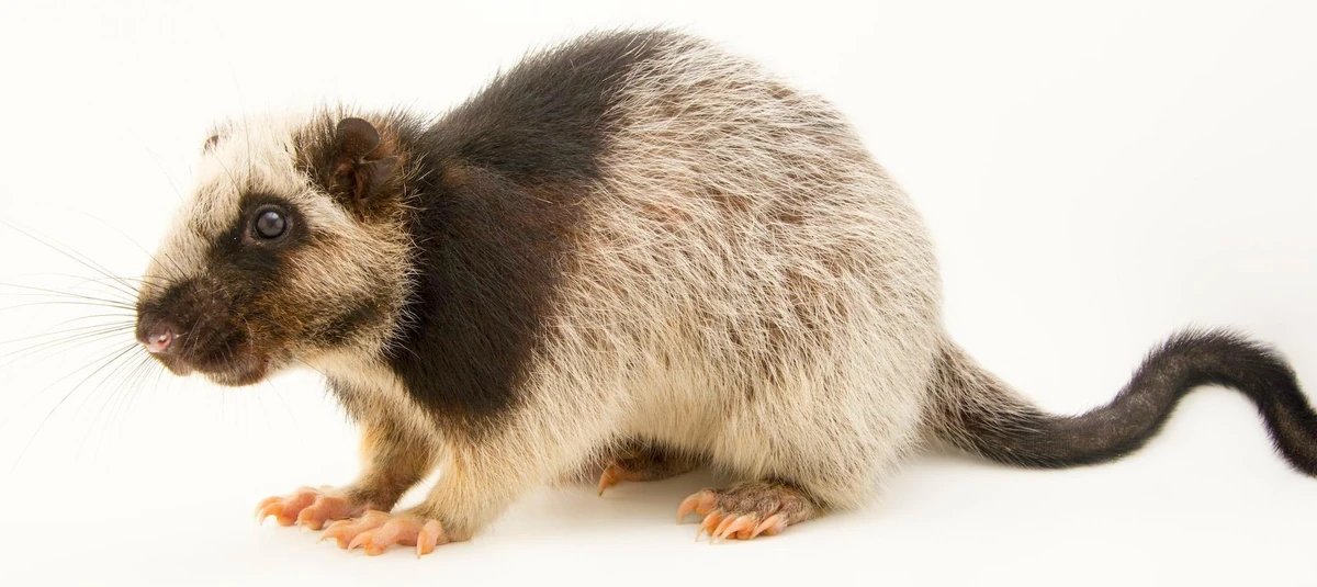 North American cloud rat (SciiFii) | Novum Terram Wiki | Fandom