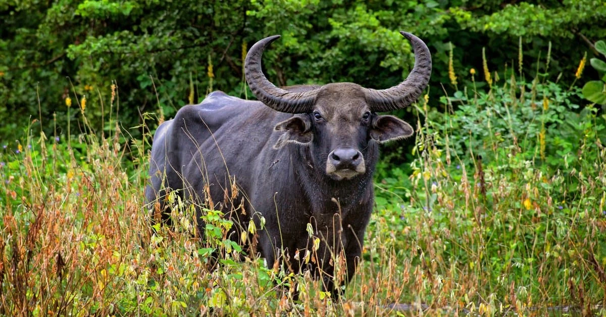 Japanese water buffalo | Novum Terram Wiki | Fandom