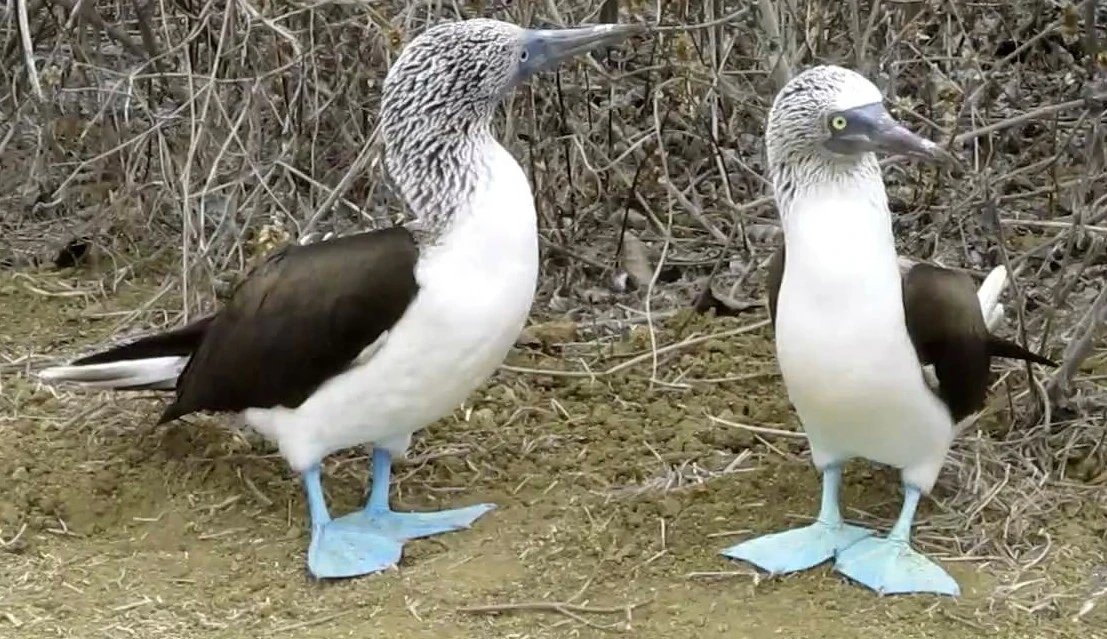 Blue-footed gannet (SciiFii) | Novum Terram Wiki | Fandom