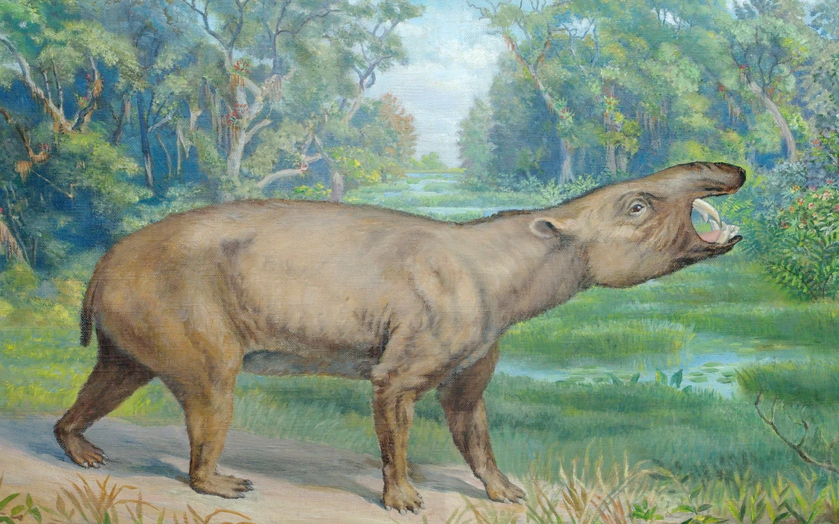 Astrapotherium | Novum Terram Wiki | Fandom