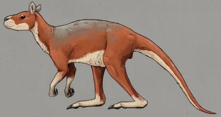 Carnivorous Kangaroo