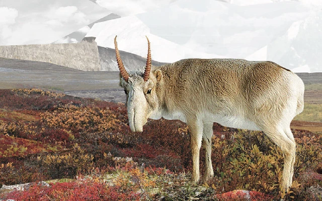 Alaskan saiga antelope (SciiFii) | Novum Terram Wiki | Fandom