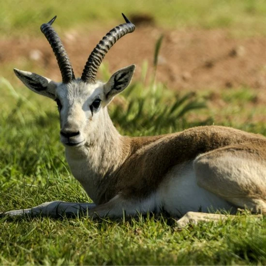 European gazelle (SciiFii) | Novum Terram Wiki | Fandom