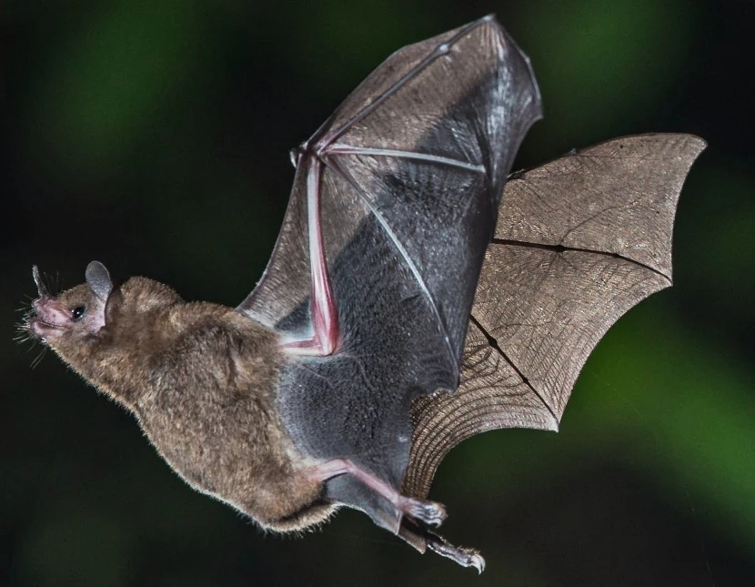 North American short-tailed bat (SciiFii) | Novum Terram Wiki | Fandom