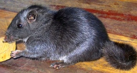 American rock rat (SciiFii) | Novum Terram Wiki | Fandom