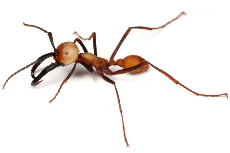 North American army ant (SciiFii) | Novum Terram Wiki | Fandom