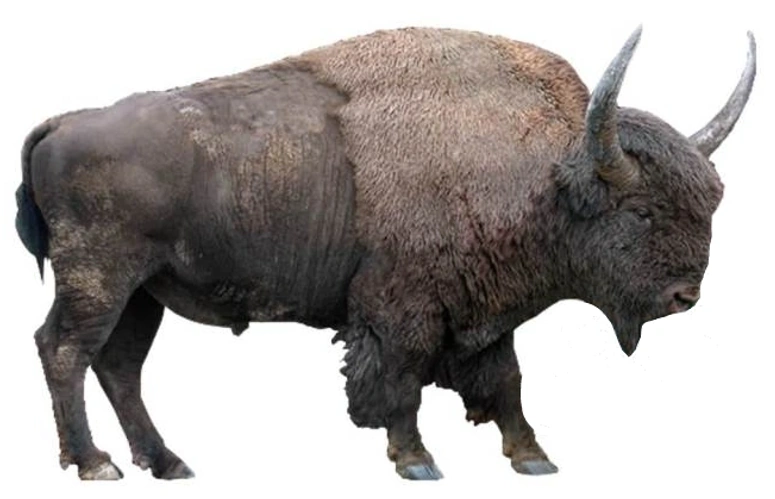 Giant bison (Project Apex) | Novum Terram Wiki | Fandom