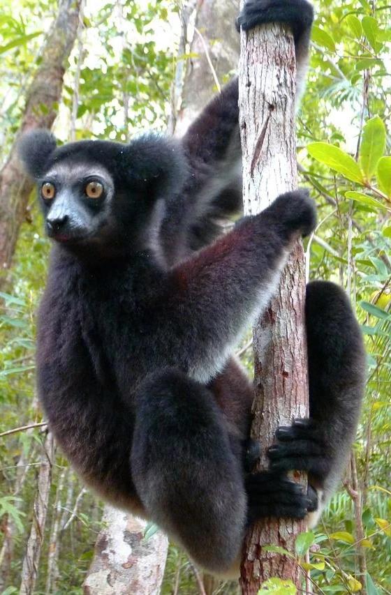American indri (SciiFii) | Novum Terram Wiki | Fandom