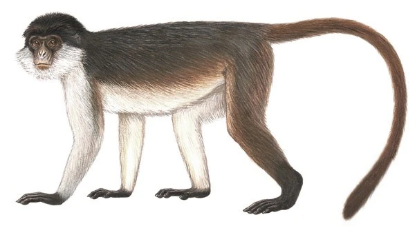 Mesopithecus (SciiFii) | Novum Terram Wiki | Fandom