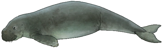 Halitherium (SciiFii) | Novum Terram Wiki | Fandom